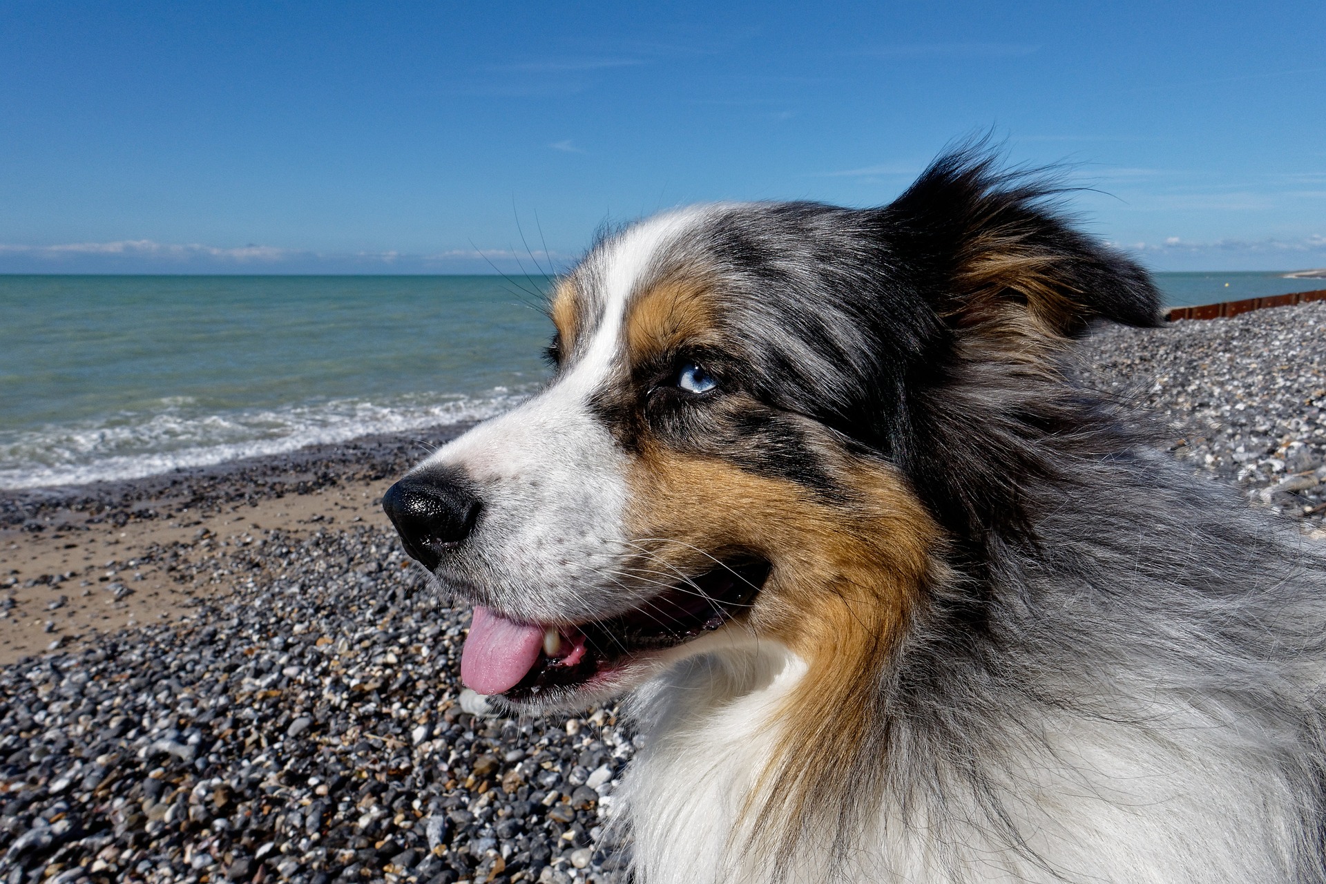 Le Berger Australien - Fiche de race - chien