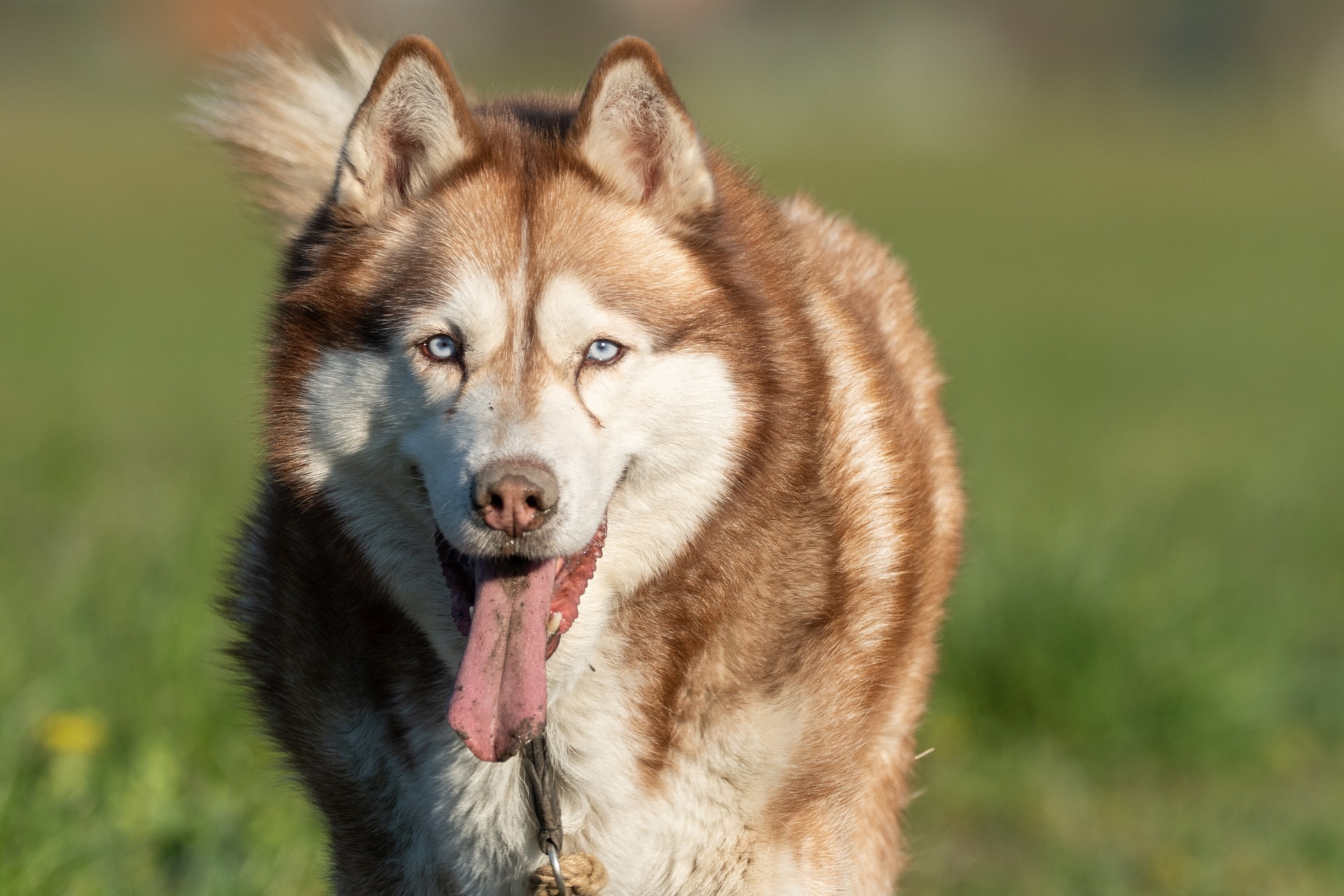 Le Husky - Fiche de race - Chien nordique